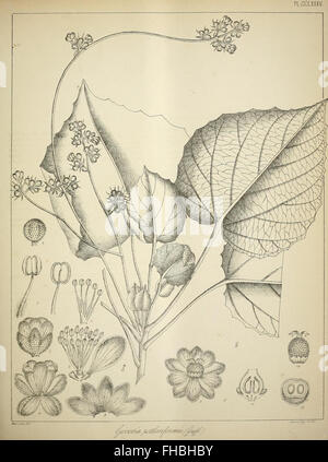 The flora sylvatica for southern India, Botany India Pictorial works ...