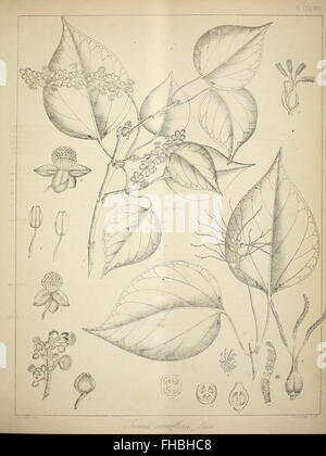 The Flora Sylvatica for Southern India, Trees, Botanical Pictorial ...