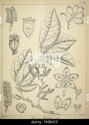 'The Flora Sylvatica for Southern India,' a pictorial work showcasing ...
