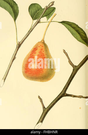 'The Fruits of America' presents detailed illustrations and ...
