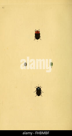 An illustrated guide to British entomology, featuring insect species in ...