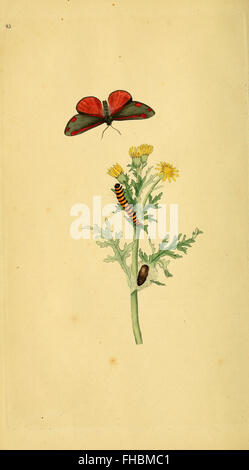 The Natural History of British Insects: A Pictorial Guide to British ...
