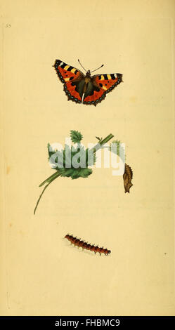 Illustrations of British Entomology provides detailed depictions of ...