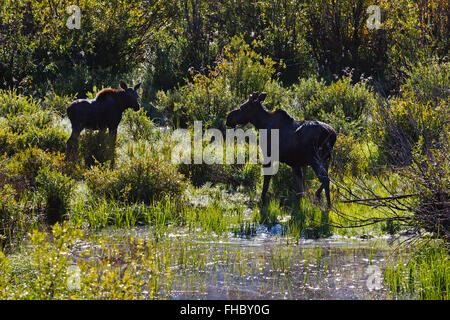 A mother and baby MOOSE in the ROCKY MOUNTAINS - SOUTHERN COLORADO ...