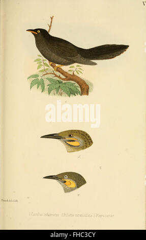 A work on the fauna of Central Polynesia, focusing on bird species and ...