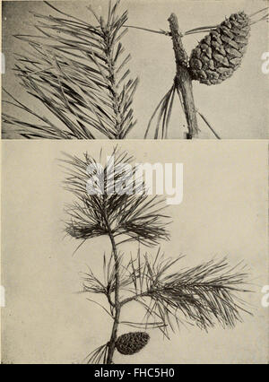 A comprehensive guide to the identification, uses, and cultivation of ...