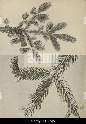 A 1920 popular guide to North American trees, detailing their ...