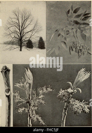 The Tree Book, a 1920 guide to understanding North American trees ...