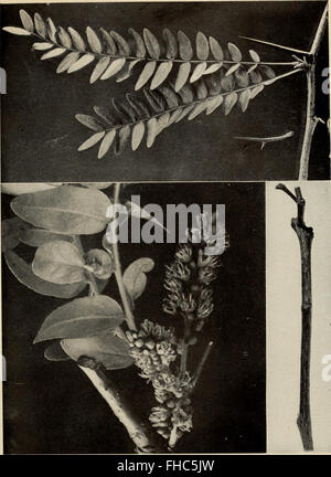 A 1920 guide to North American trees, detailing species identification ...