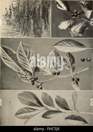 A comprehensive guide to the identification, uses, and cultivation of ...