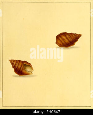 A 1789 work documenting all known shell species, illustrated and ...