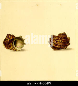 'The Universal Conchologist' (1789) features accurate depictions of ...