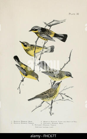 'The Warblers of North America' provides a detailed study of various ...