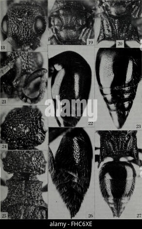 A scientific journal dedicated to entomological studies, focusing on ...