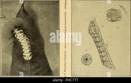 Timehri : the journal of the Royal Agricultural and Commercial Society ...