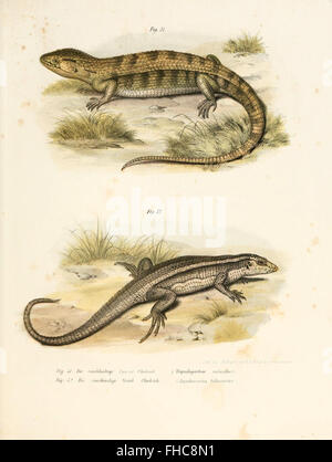 Bilder-Atlas zur Naturgeschichte der Wirbeltiere, an illustrated atlas ...