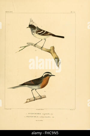 Voyage dans l'Amérique Méridionale, Description and travel, Ernst Mayr ...