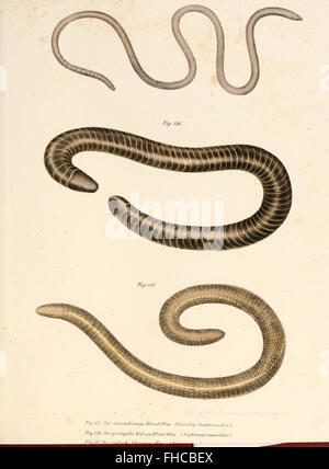 Bilder-Atlas zur Naturgeschichte der Wirbeltiere, an illustrated atlas ...