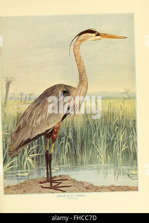 Birds that Hunt and Are Hunted, avian predators, bird species ...