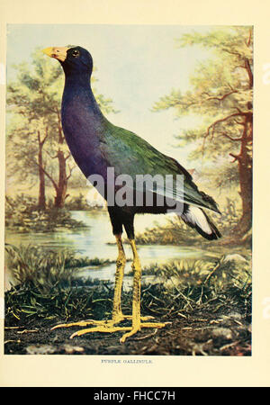 'Birds that Hunt and Are Hunted' explores the predatory behaviors and ...
