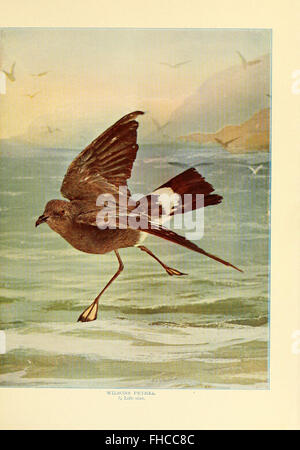 Birds that hunt and are hunted, Birds, Smithsonian Institution ...