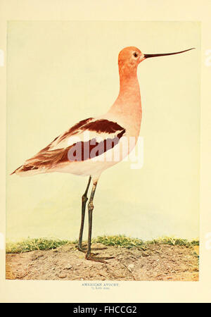 Birds that Hunt and Are Hunted, avian predators, bird species ...