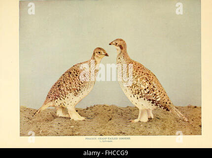 Birds that Hunt and Are Hunted, avian predators, bird species ...