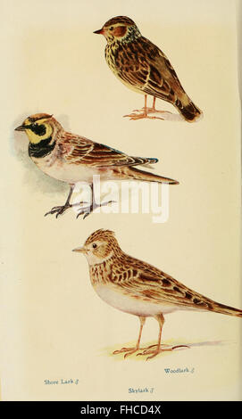 A comprehensive history of British bird species, including detailed ...