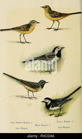 A detailed study of British birds in their natural habitats, offering ...