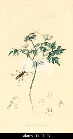 A detailed work on the entomology of Great Britain, focusing on insect ...