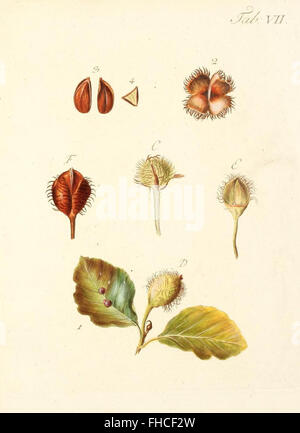 An illustrated botanical work depicting wild trees, shrubs, and bushes ...