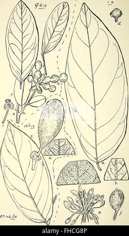 A detailed catalogue documenting both indigenous and naturalized plant ...