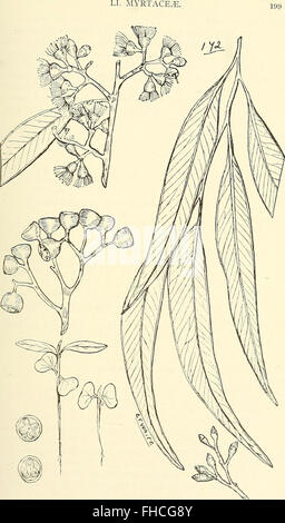 A comprehensive catalog of plants in Queensland, including indigenous ...
