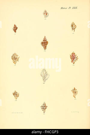 Conchologia iconica is a detailed work featuring illustrations of ...