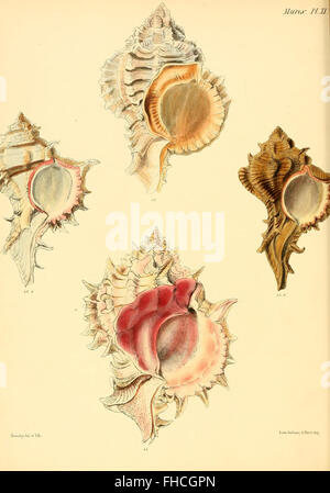 An iconic work of conchology, illustrating the shells of molluscs, with ...