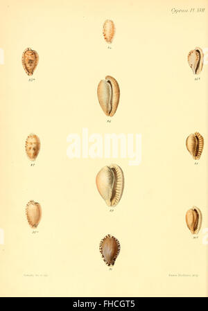 *Conchologia Iconica* is a detailed work illustrating the shells of mollusks, focusing on the ...