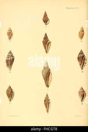 A collection of detailed illustrations showcasing the shells of ...