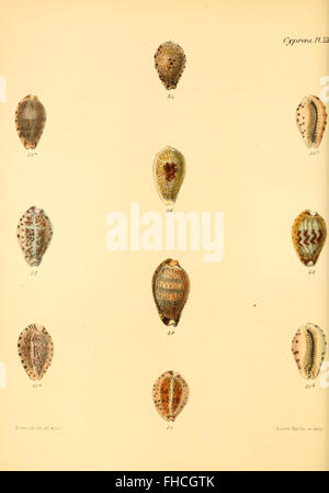An illustrated guide to the shells of molluscous animals, showcasing ...