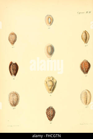 Conchologia iconica is a detailed work featuring illustrations of ...