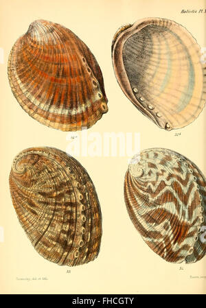 Conchologia Iconica is a pictorial work illustrating the shells of molluscous animals, providing ...
