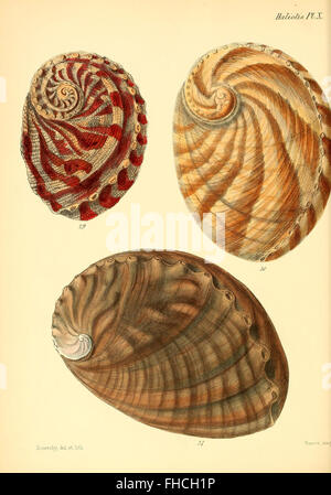 An illustration from 'Conchologia Iconica,' showcasing Conus shells ...