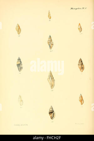 Conchologia Iconica is a pictorial work illustrating the shells of molluscous animals, providing ...