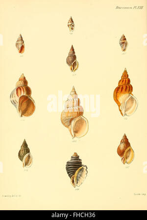 A detailed pictorial work on the shells of mollusks, featuring ...