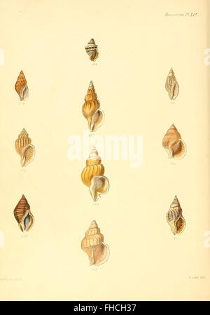 'Conchologia Iconica' features illustrations of mollusk shells, including the Conus genus. These ...