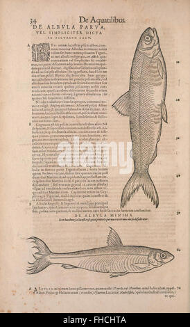 Conradi Gesneri's Historiae Animalium Liber IV, a pre-Linnaean work ...