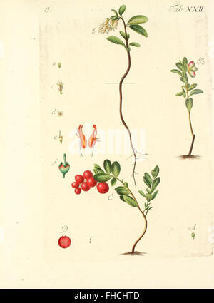 A botanical work illustrating wild trees, shrubs, and bushes, presented ...
