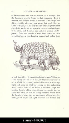 Curious creatures in zoology Stock Photo - Alamy