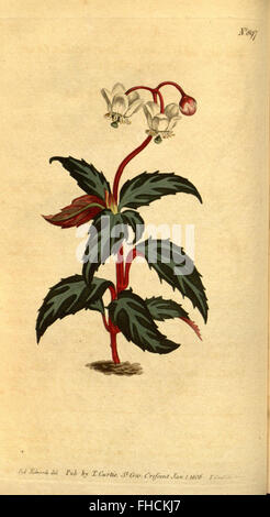 'Curtis's Botanical Magazine' is a renowned periodical that documents ...