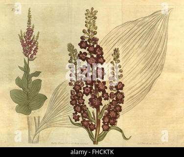 Curtis's Botanical Magazine, Botanical Studies, Periodicals, Missouri ...