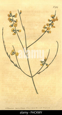 Curtis's Botanical Magazine, botany, Missouri Botanical Garden, Peter H ...